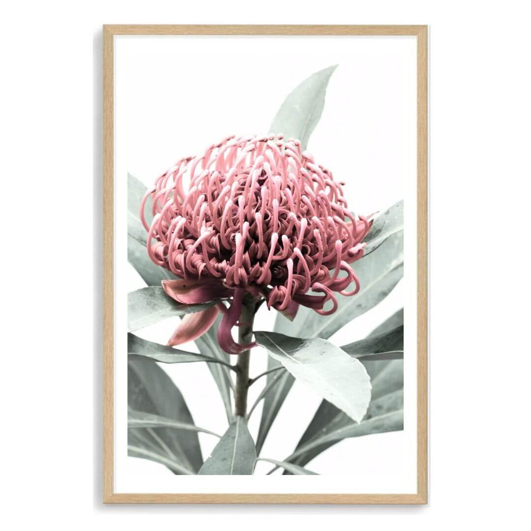Australian Native Waratah Flower A Wall Art Print Flowers Artwork
