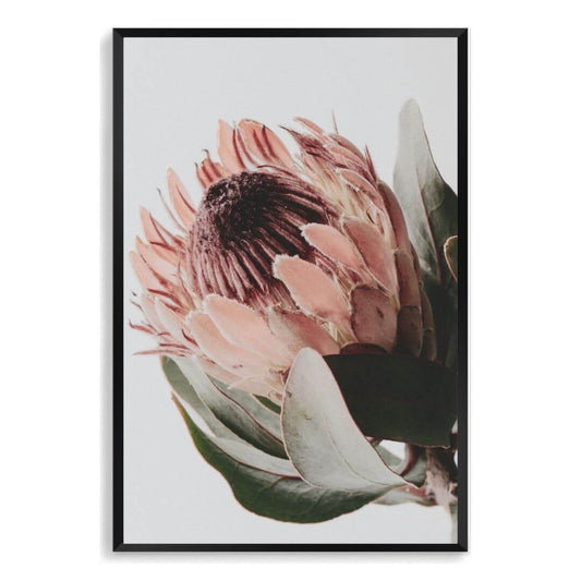 Peach Protea Floral A Wall Art Print | Australian Home Decor Ideas ...